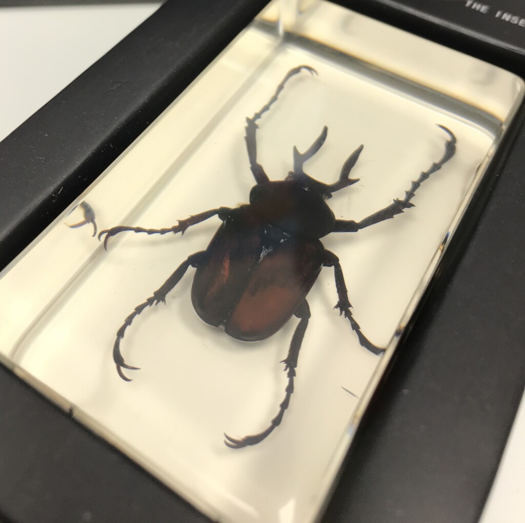 Scarabée Capricorne | Les Savants Fous